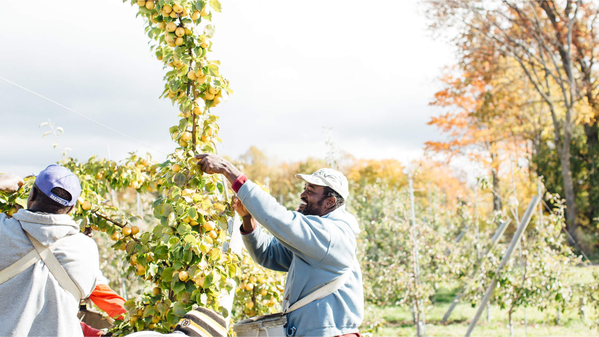 Tips for Nectarine Picking that Will Make Picking Easy – Champlain Orchards