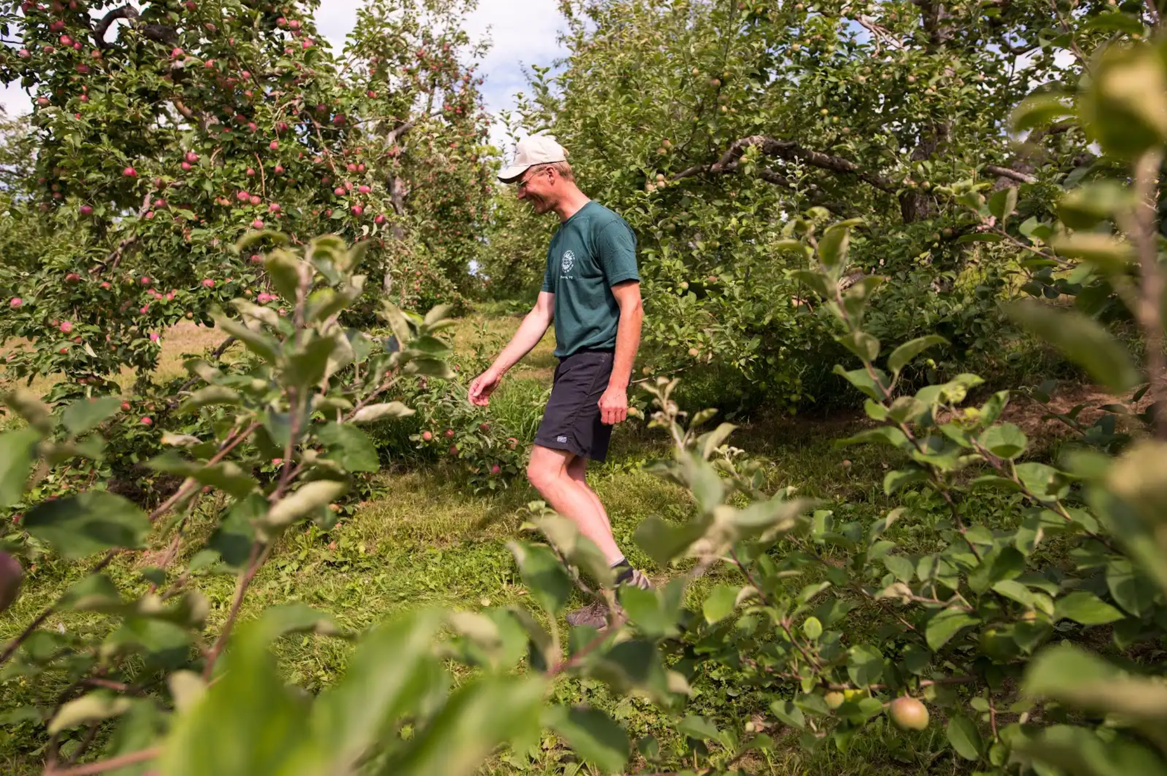 Seasonal Guide to Cherry Picking – Champlain Orchards