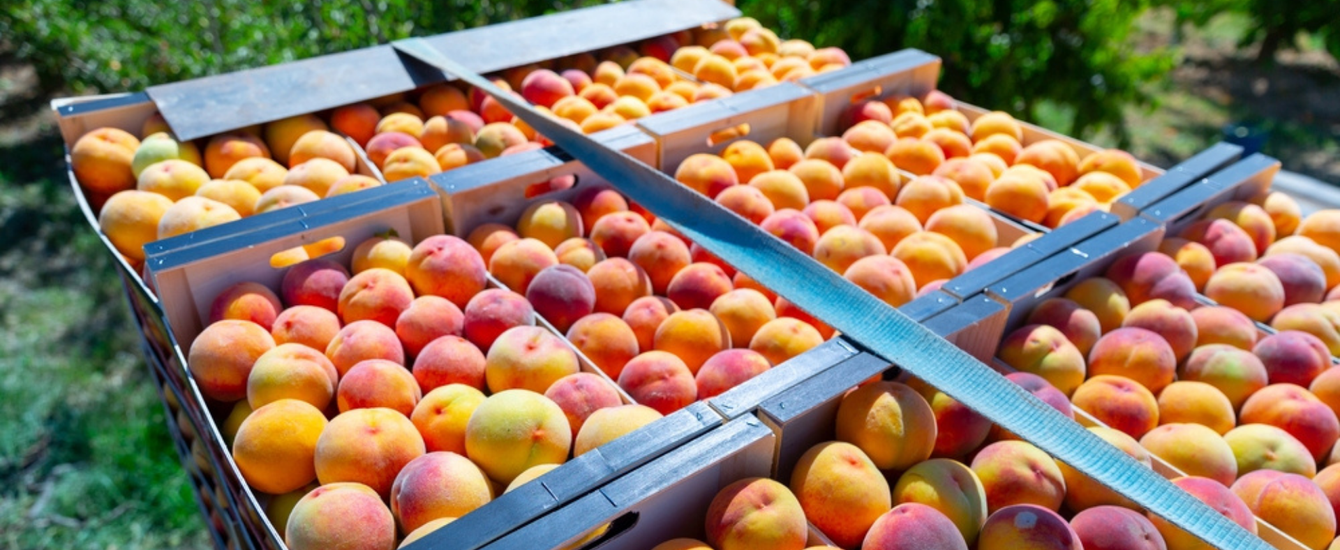 How to Plan the Perfect Peach Picking Day – Champlain Orchards
