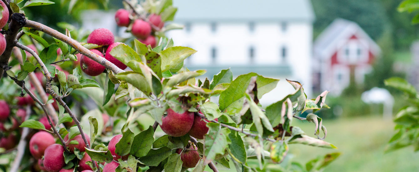 Your Seasonal Guide to Fruit Picking | Champlain Orchards