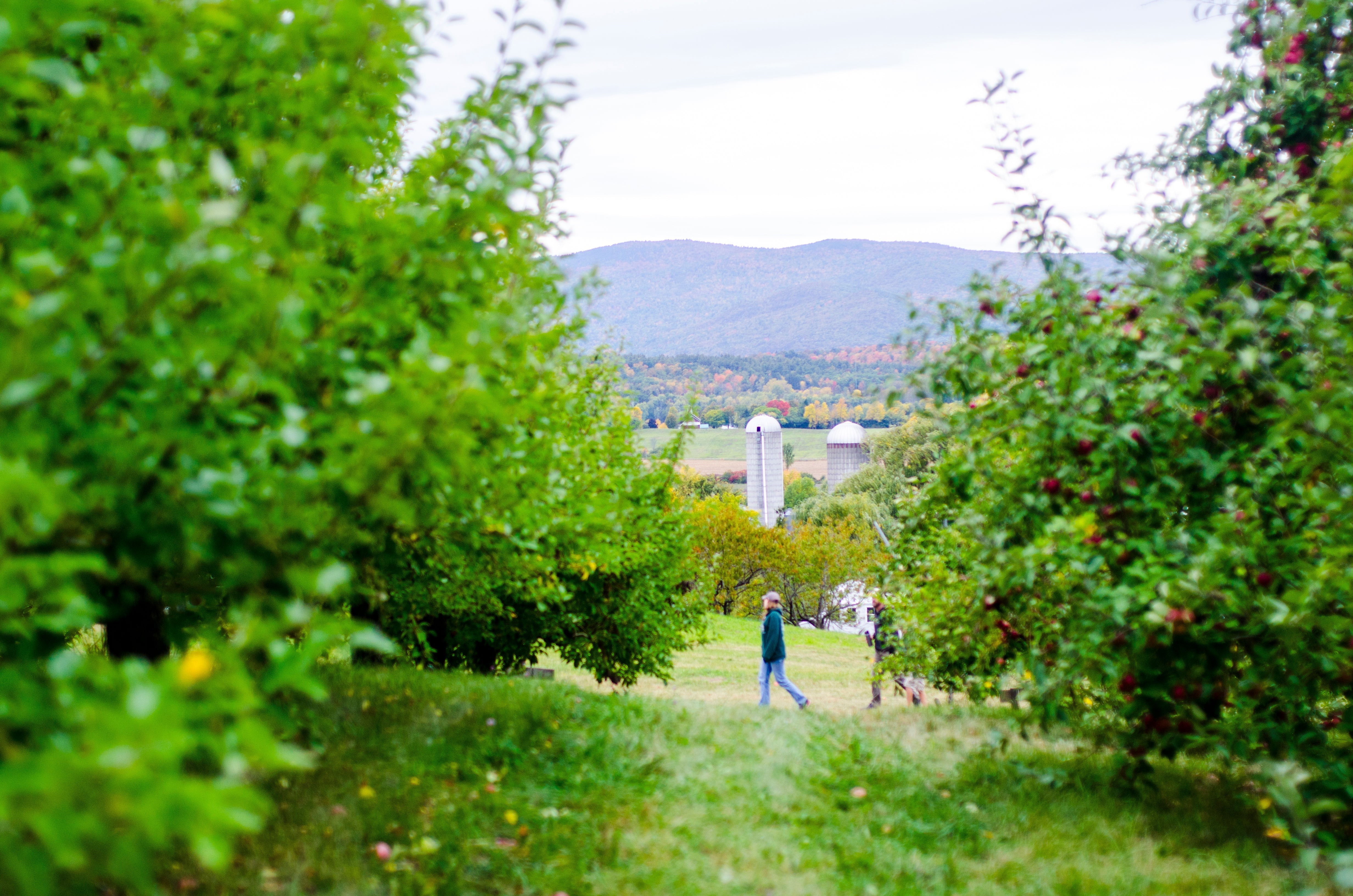Currant Picking Season: Complete Harvesting Guide by Region – Champlain Orchards