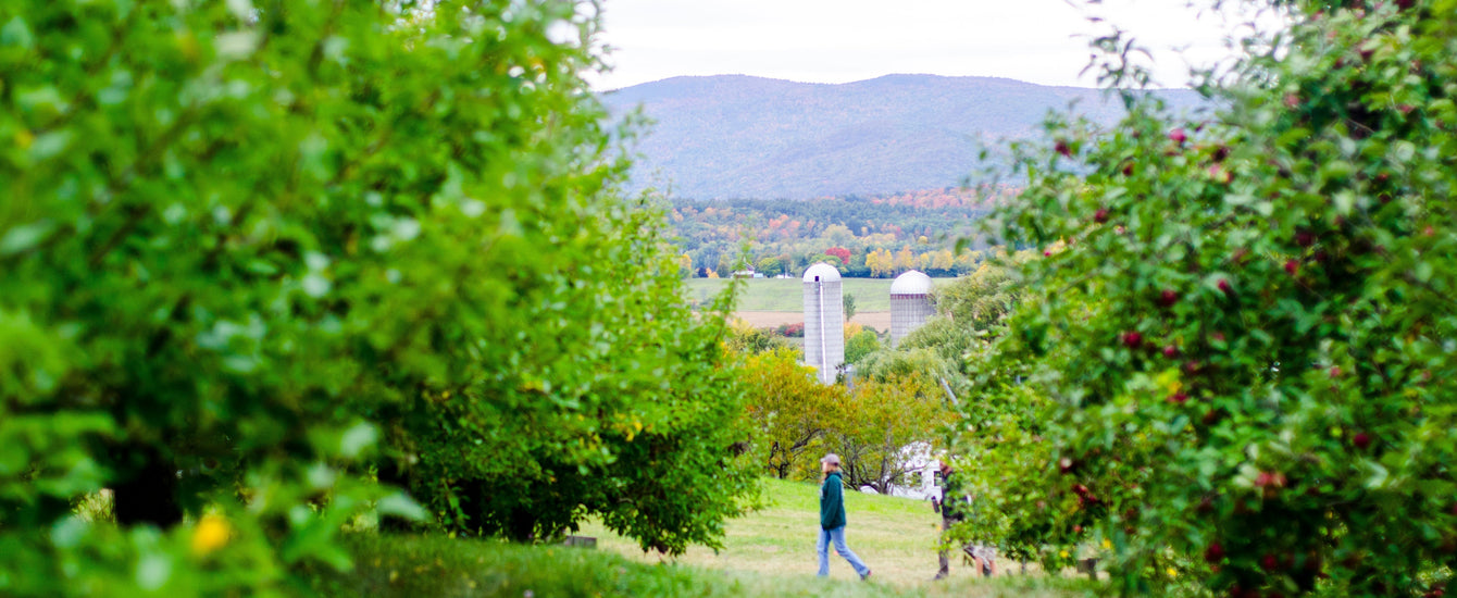 Currant Picking Season: Complete Harvesting Guide by Region – Champlain Orchards