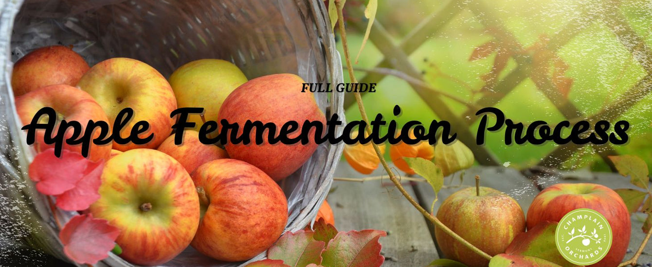 How to Ferment Apple Cider: A Step-by-Step Updated Guide – Champlain Orchards