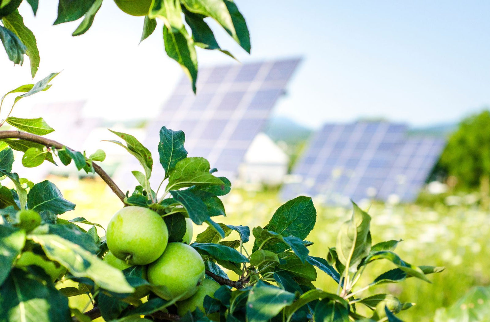 growing practices – Champlain Orchards