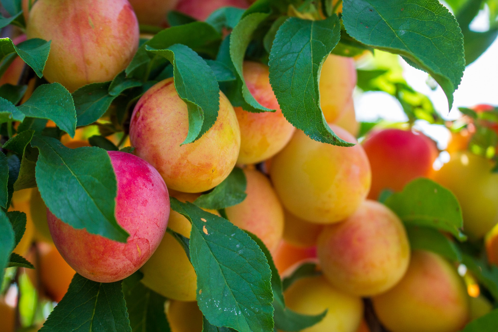 pick your own – Champlain Orchards