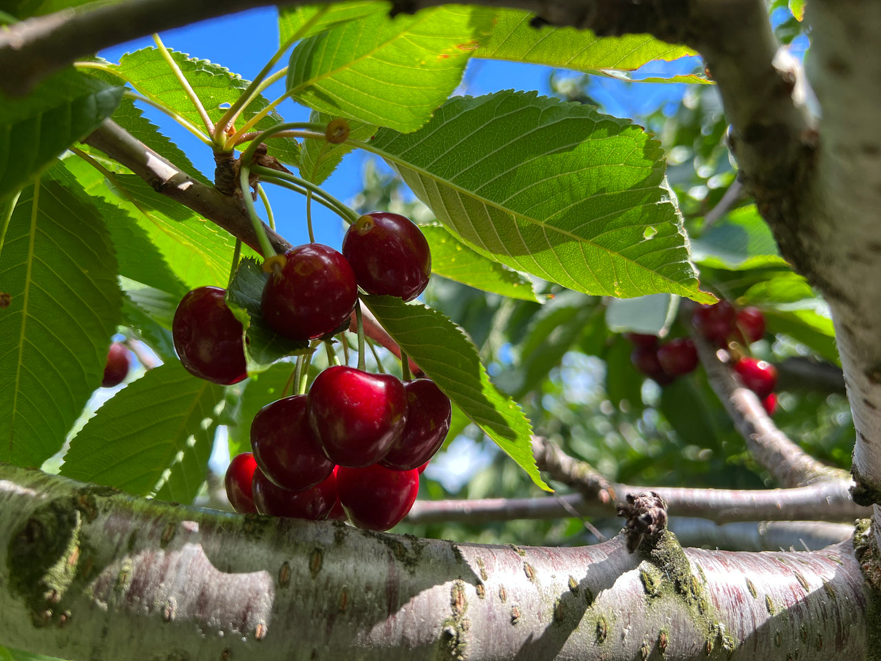 pick your own – Champlain Orchards