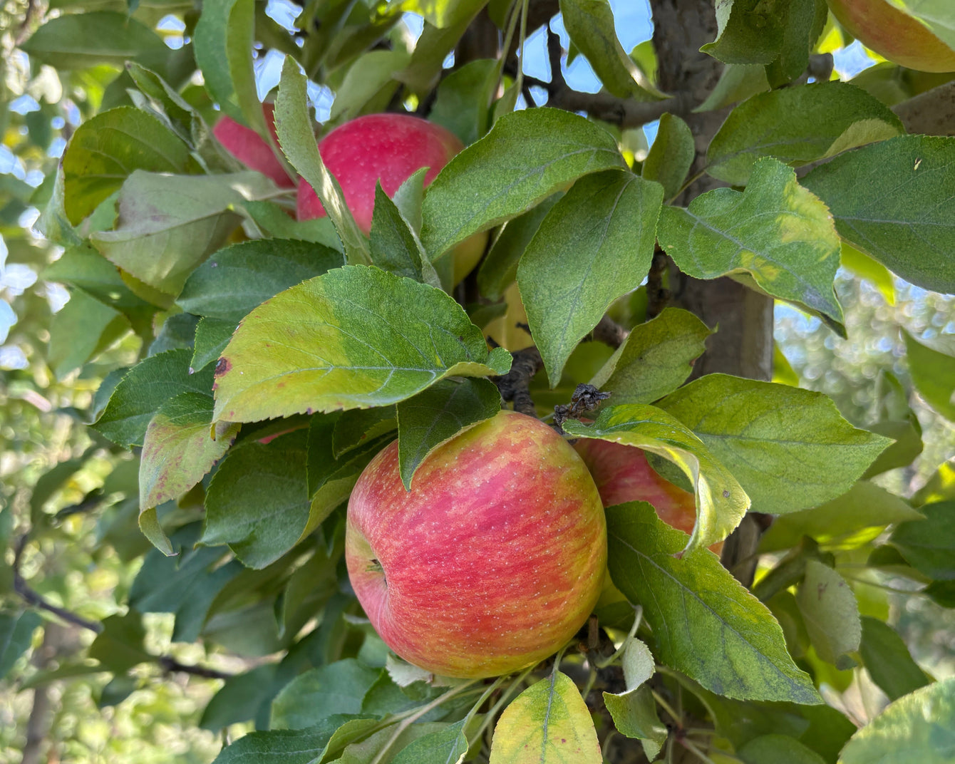 pick your own – Champlain Orchards