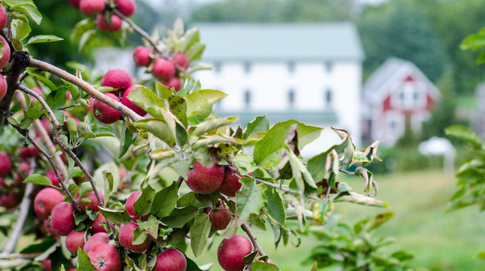 orchard history – Champlain Orchards