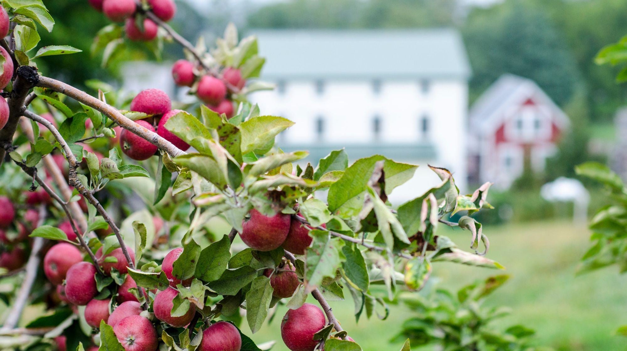 orchard history – Champlain Orchards
